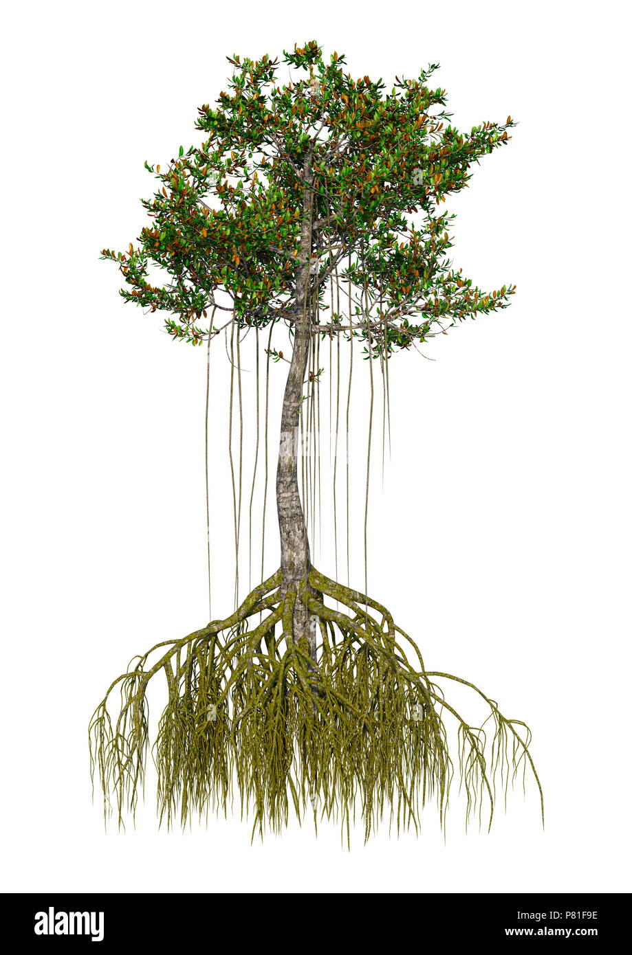 3D rendering of a mangrove tree isolated on white background Stock ...