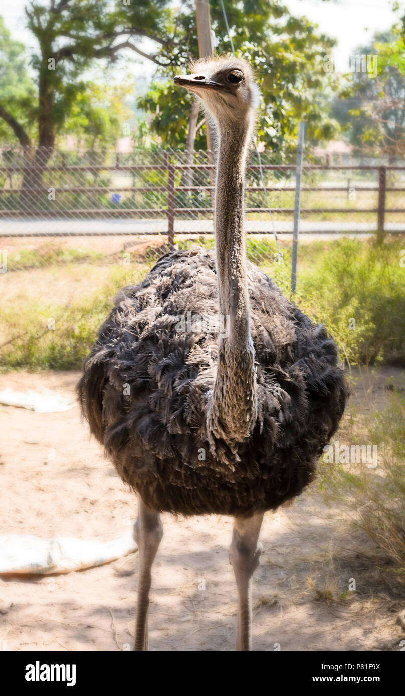 gray ostrich is walking in the zoo Stock Photo - Alamy