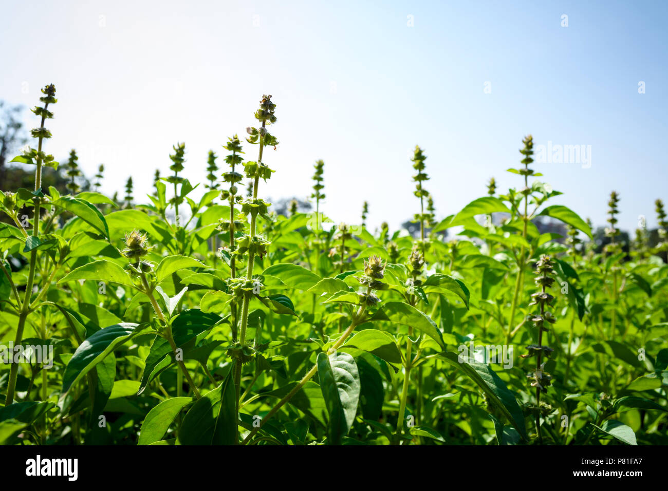 Lemon basil in plant hi-res stock photography and images - Alamy