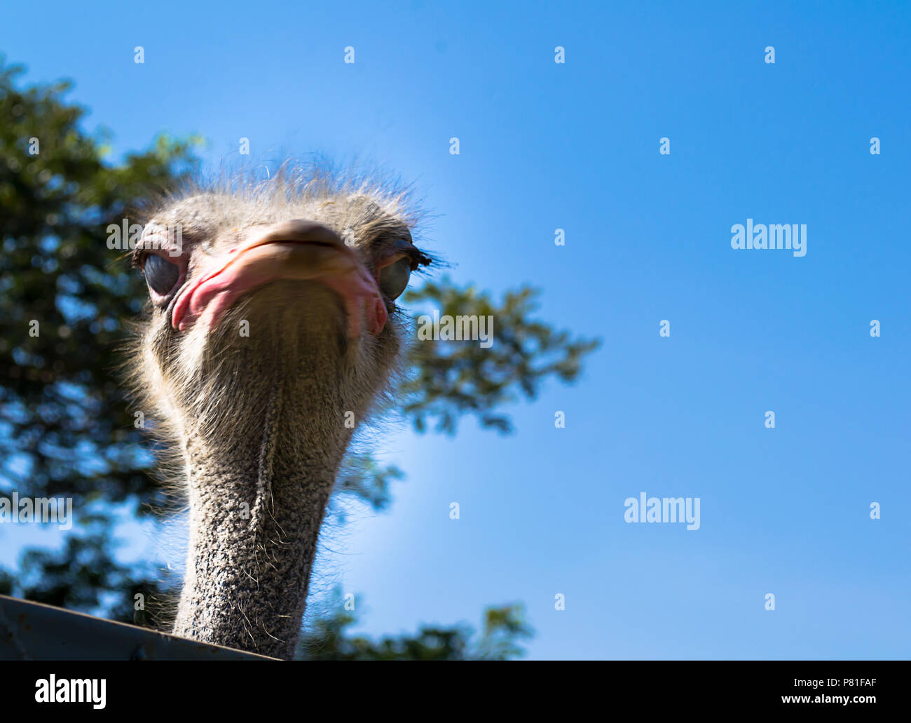 gray ostrich is walking in the zoo Stock Photo - Alamy
