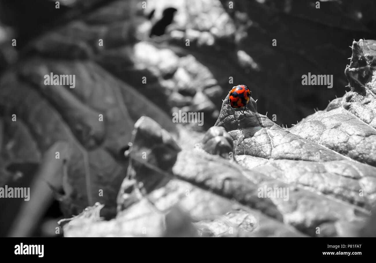 Ladybug in the garden hi-res stock photography and images - Alamy