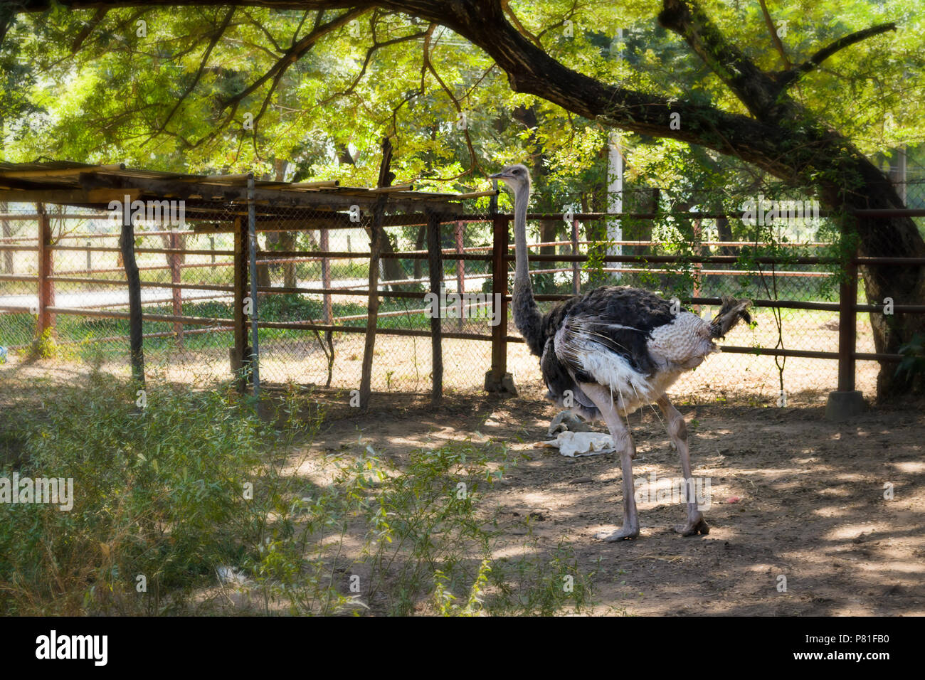 gray ostrich is walking in the zoo Stock Photo - Alamy