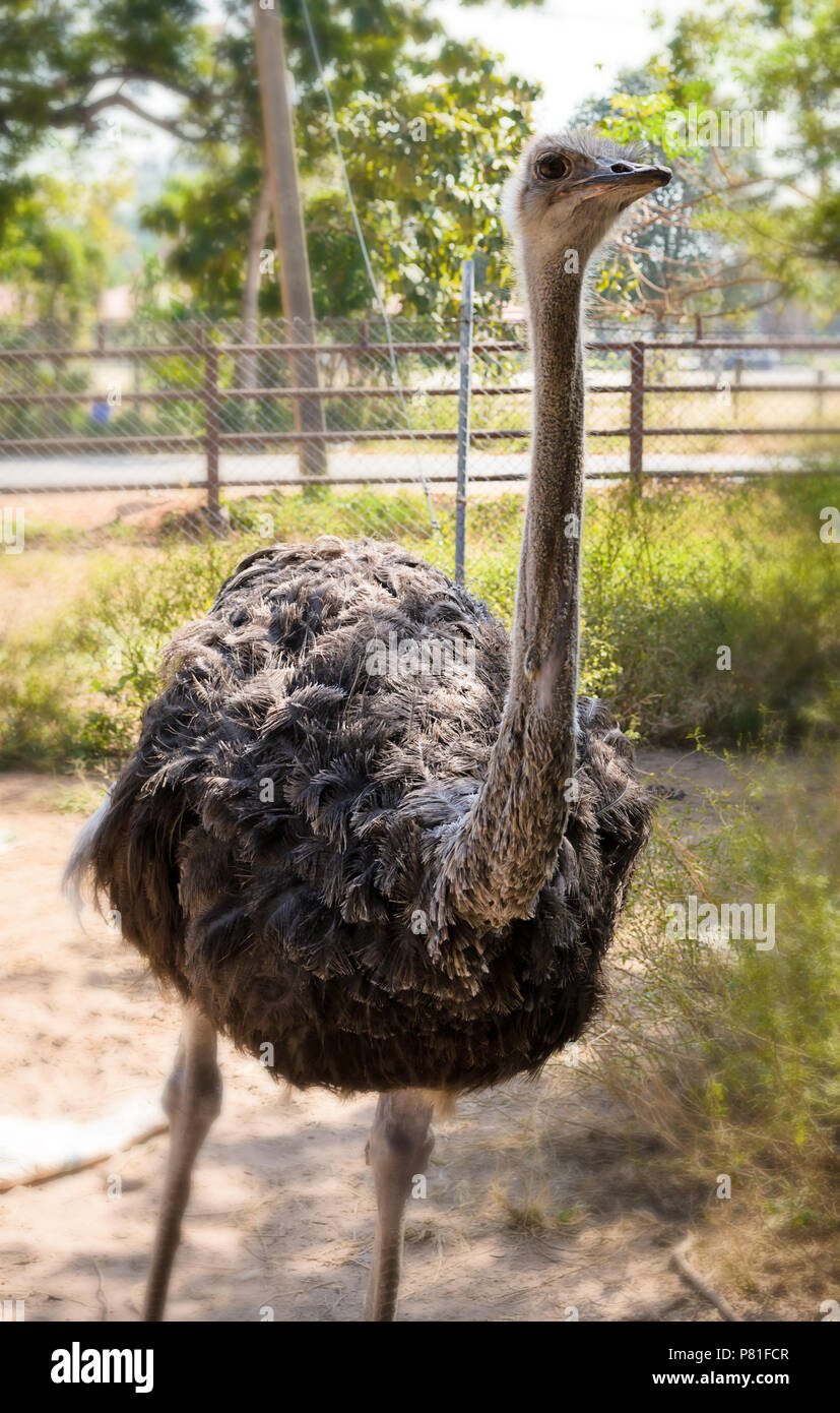 gray ostrich is walking in the zoo Stock Photo - Alamy
