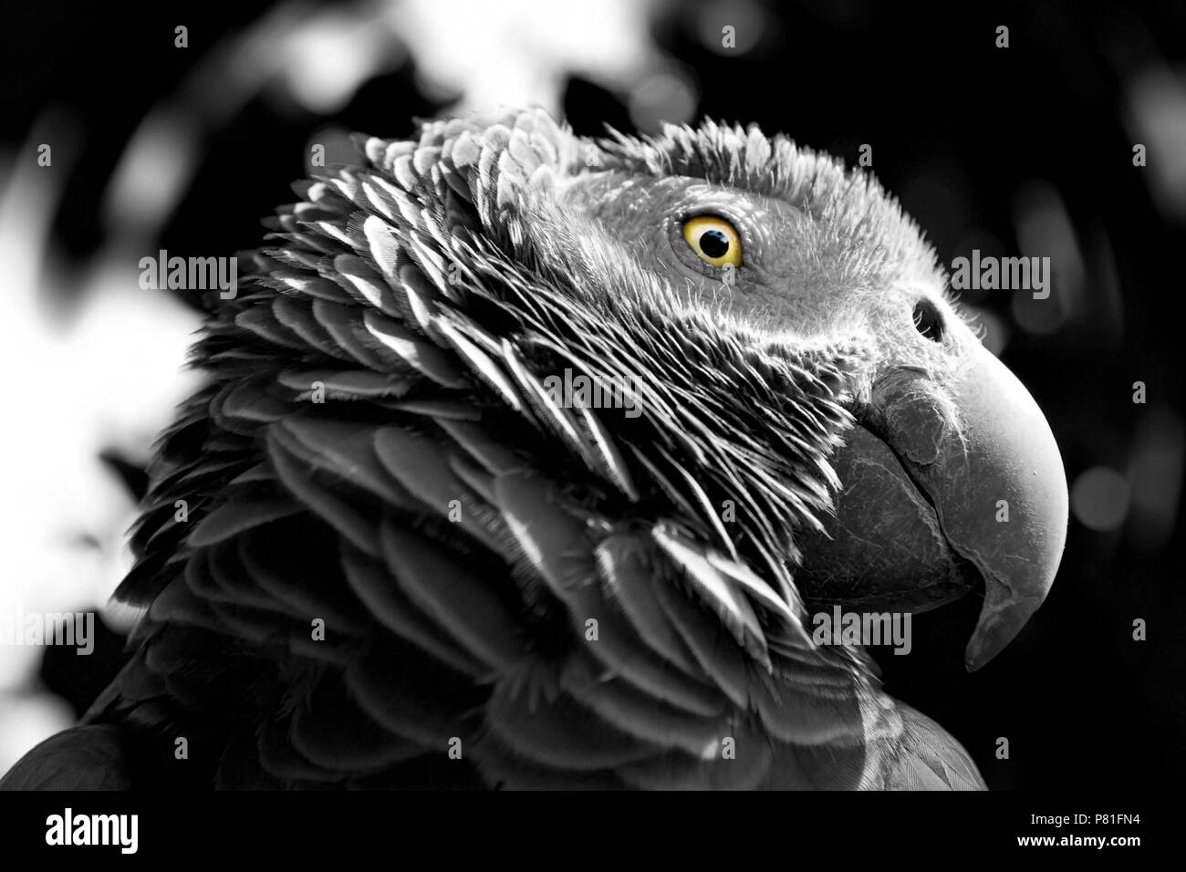 Grey parrot looking at his eyes Stock Photo - Alamy