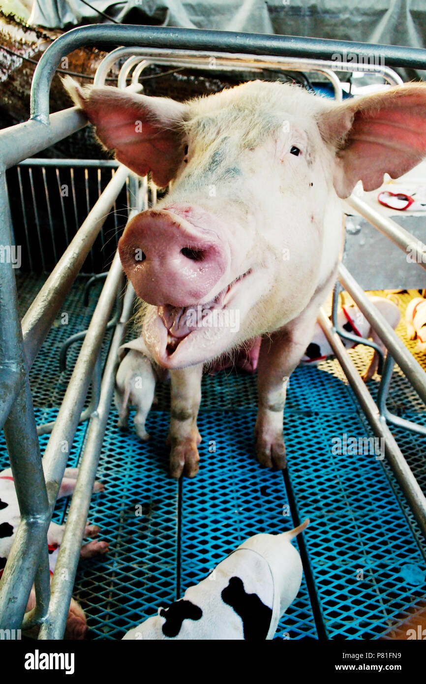 Pig cages hi-res stock photography and images - Alamy