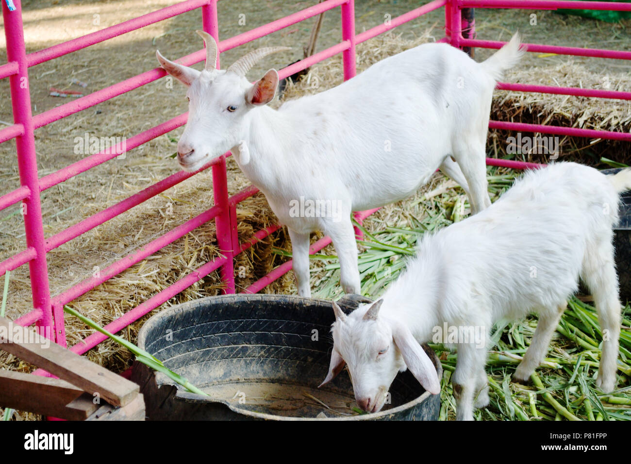 Two white goats feeding in the farm Stock Photo - Alamy