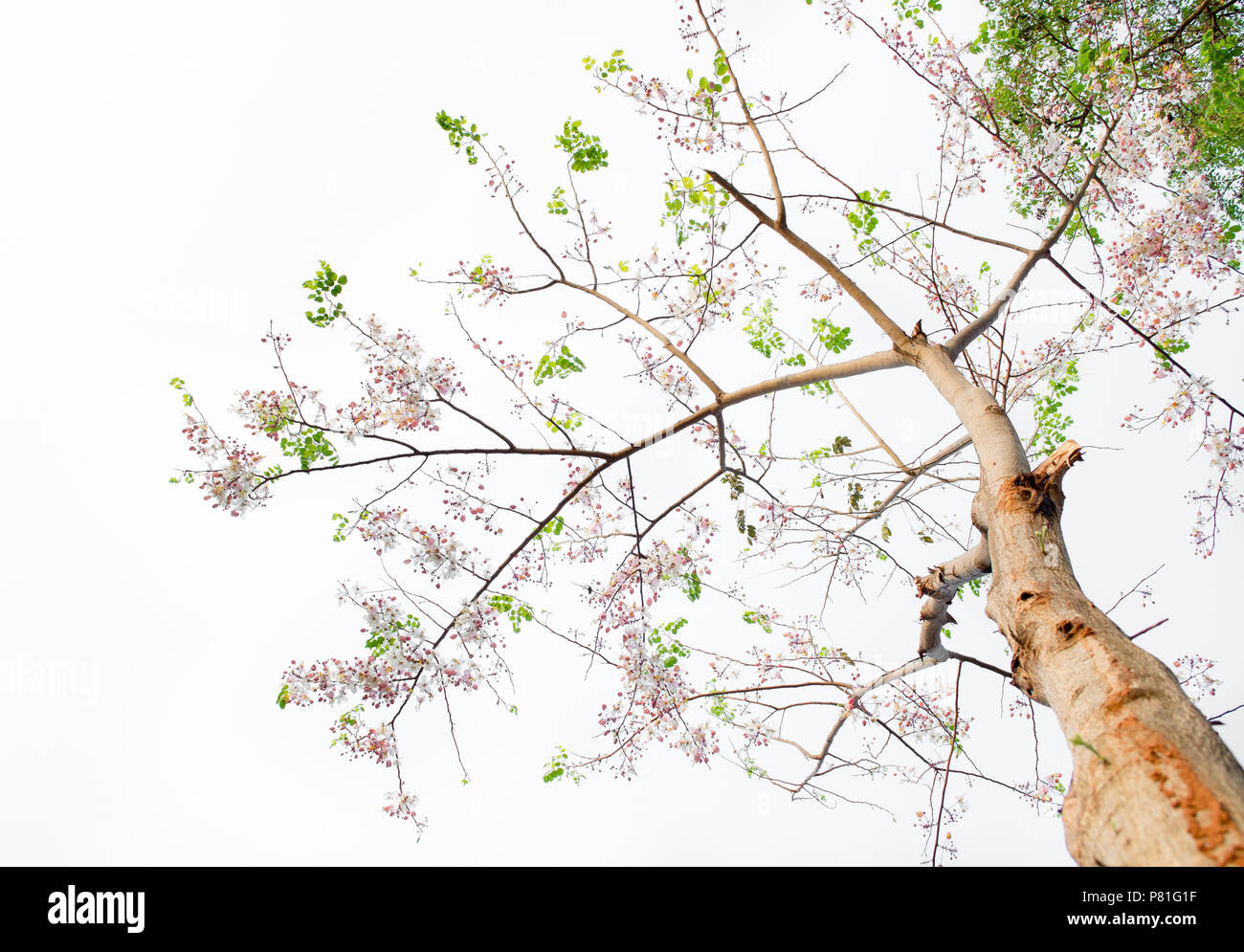 Branches of trees on a white background Stock Photo - Alamy