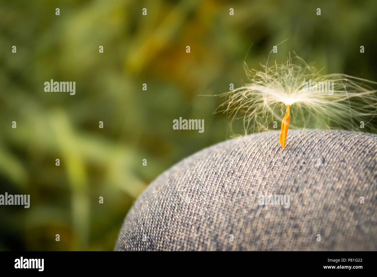 Pollen of flowering dandelions in nature Stock Photo - Alamy