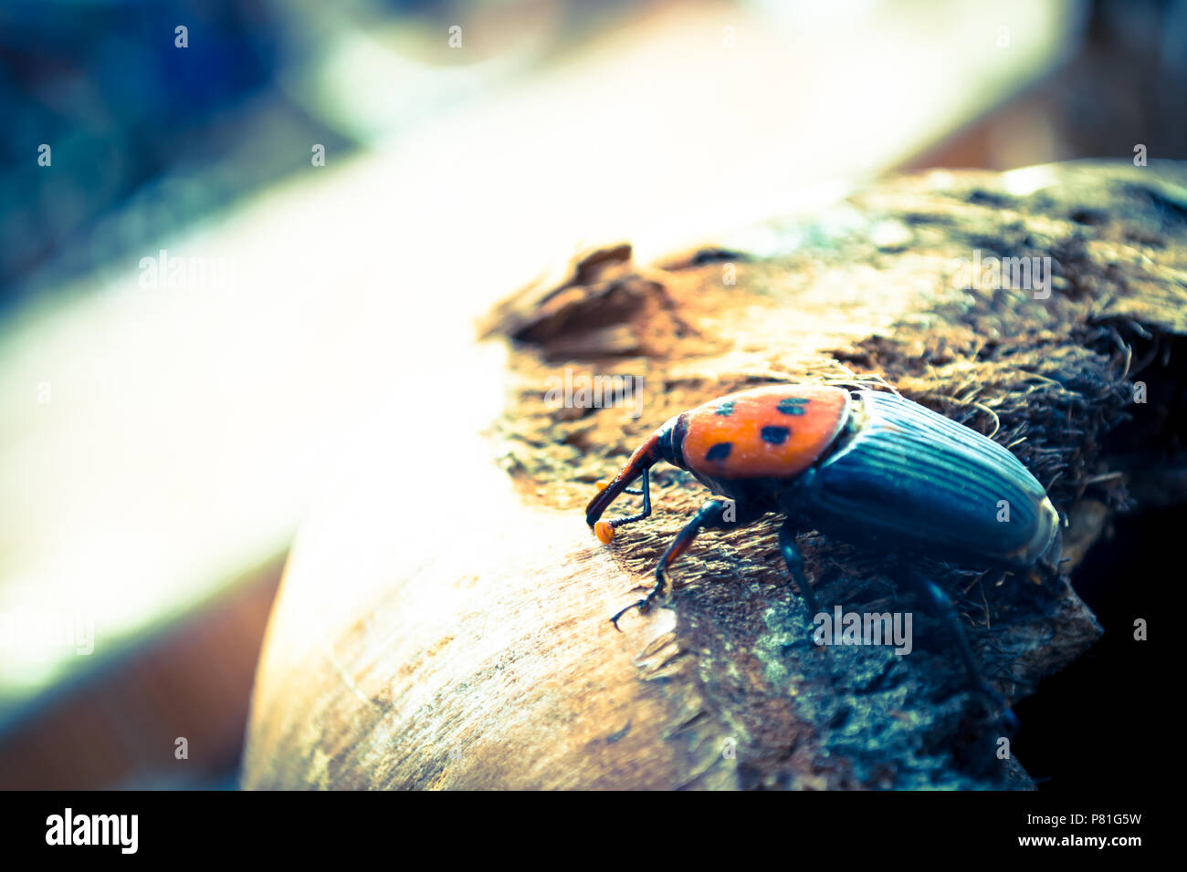 Red palm weevil orange on coconut Stock Photo - Alamy