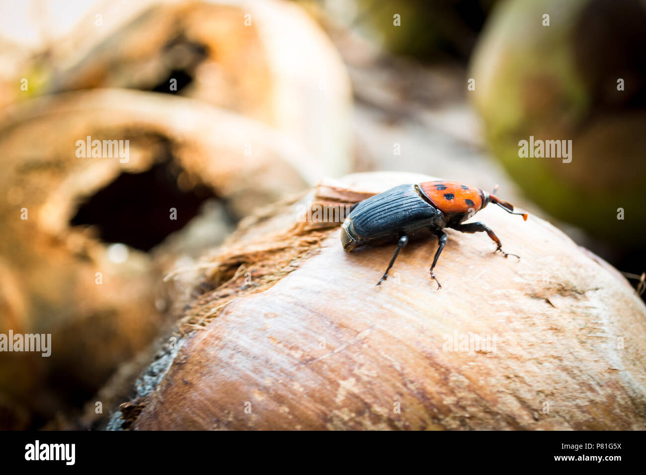 Red palm weevil orange on coconut Stock Photo - Alamy