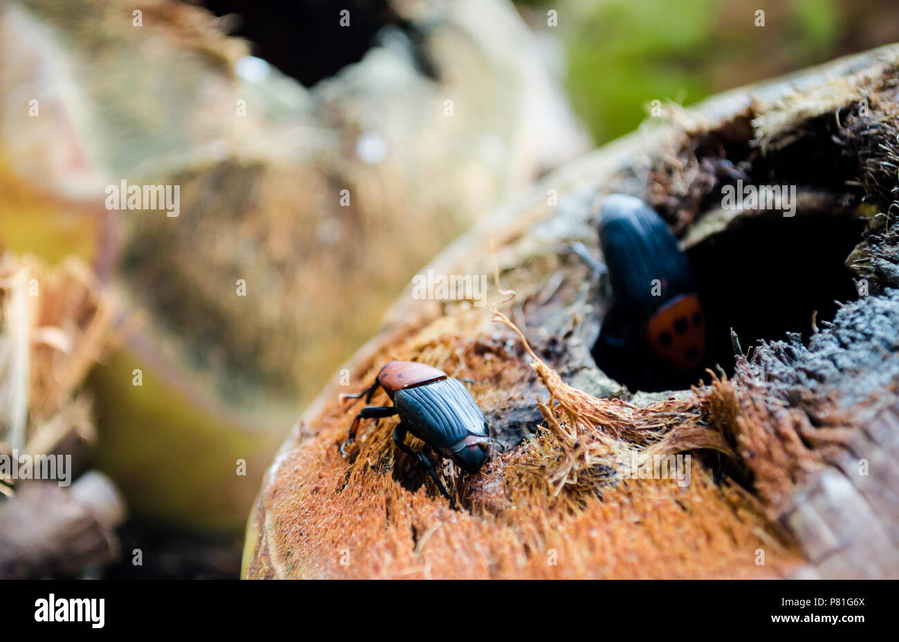 Red palm weevil orange is breeding on coconut Stock Photo - Alamy