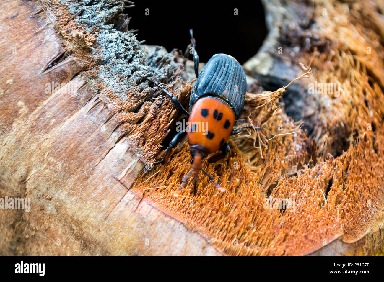 Red palm weevil orange on coconut Stock Photo - Alamy