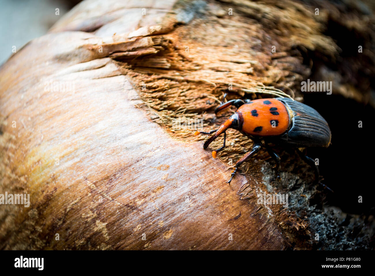 Red palm weevil orange on coconut Stock Photo - Alamy
