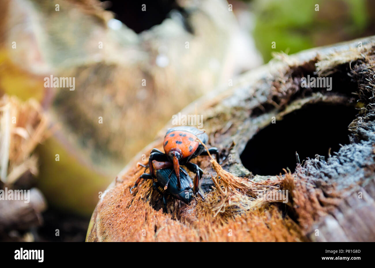 Red palm weevil orange is breeding on coconut Stock Photo - Alamy