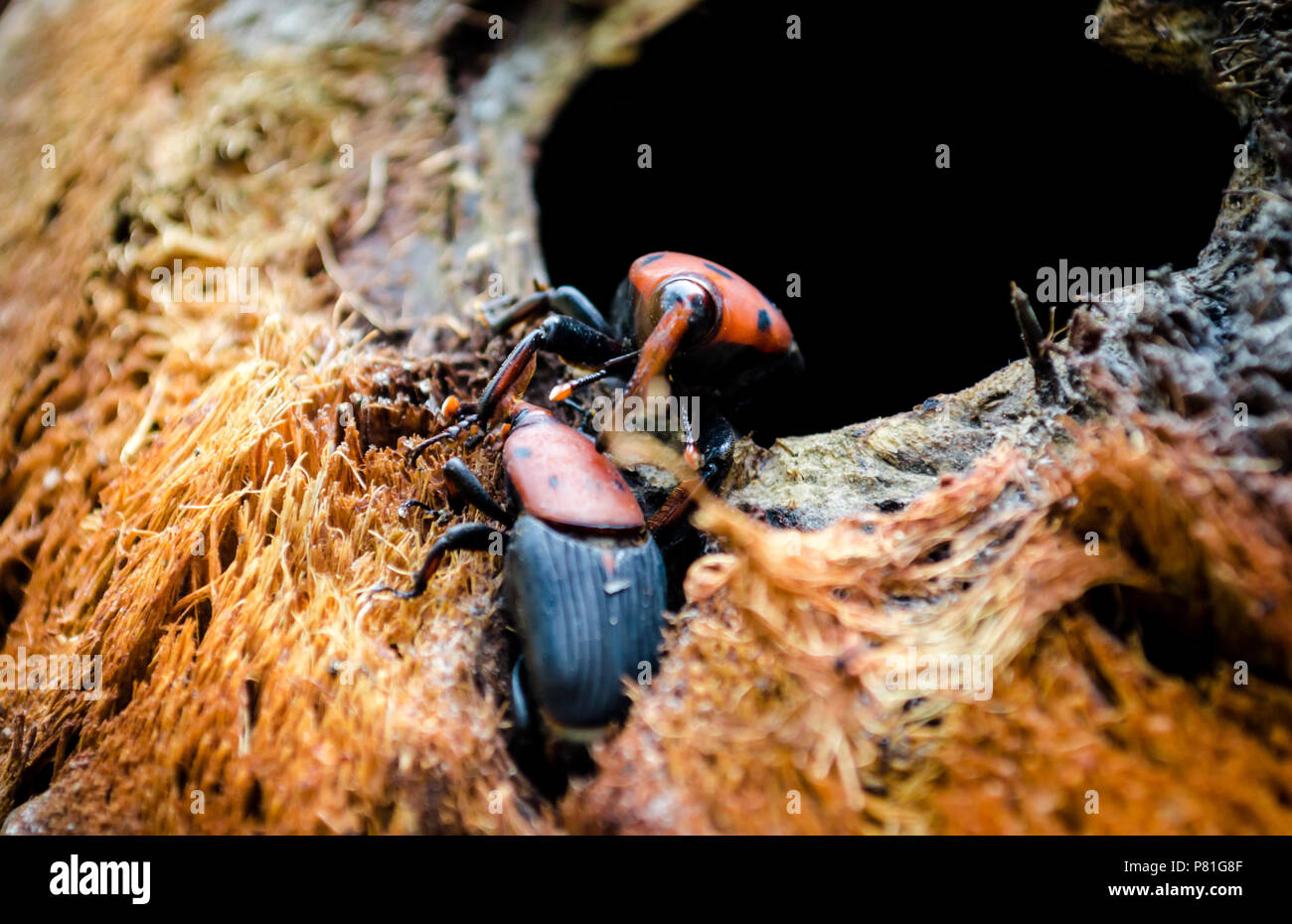 Red palm weevil orange is breeding on coconut Stock Photo - Alamy
