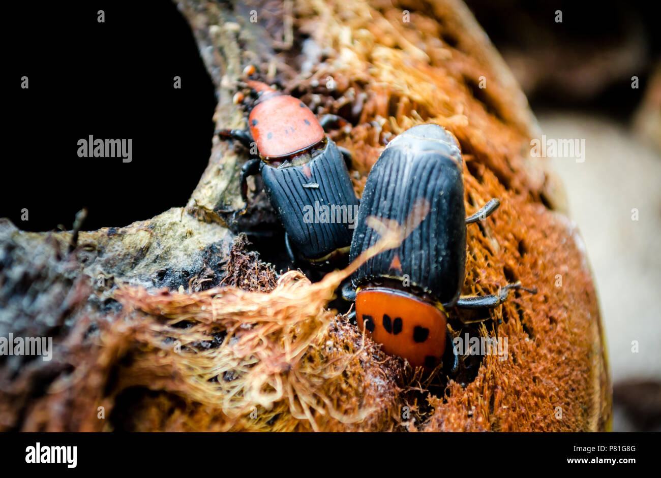Red palm weevil orange is breeding on coconut Stock Photo - Alamy