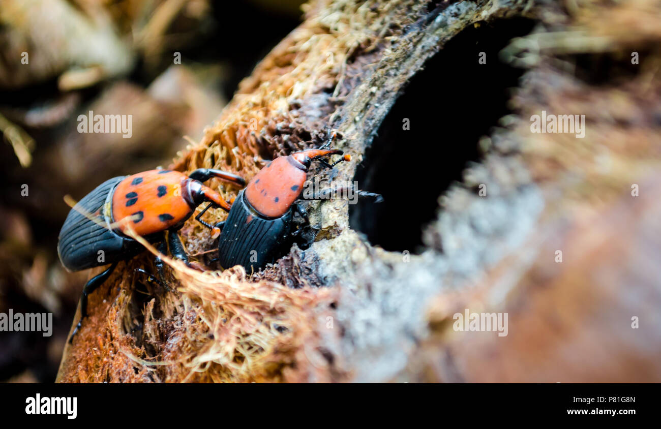 Red Palm Weevil Stock Photos & Red Palm Weevil Stock Images - Alamy