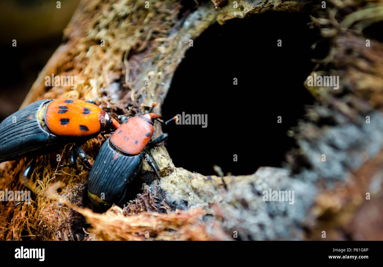 Red palm weevil orange is breeding on coconut Stock Photo - Alamy