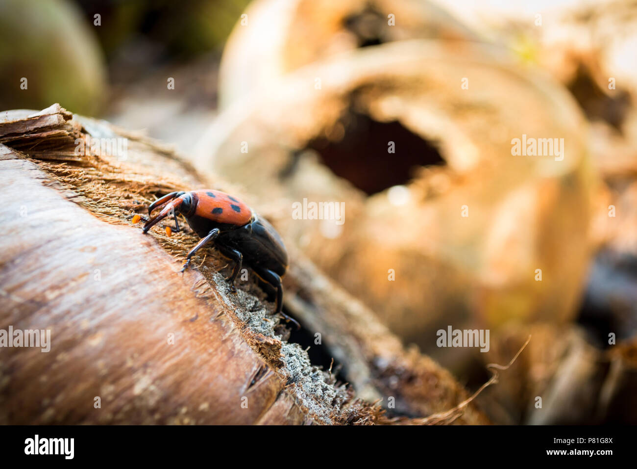 Red palm weevil orange on coconut Stock Photo - Alamy