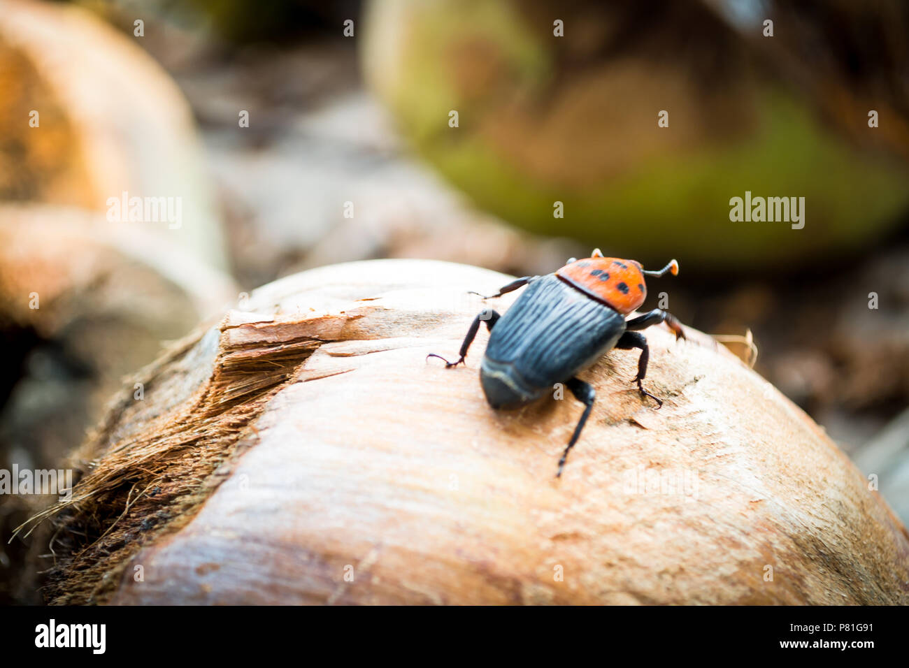 Red palm weevil orange on coconut Stock Photo - Alamy
