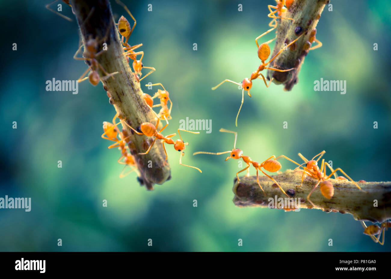 Ants talking hi-res stock photography and images - Alamy