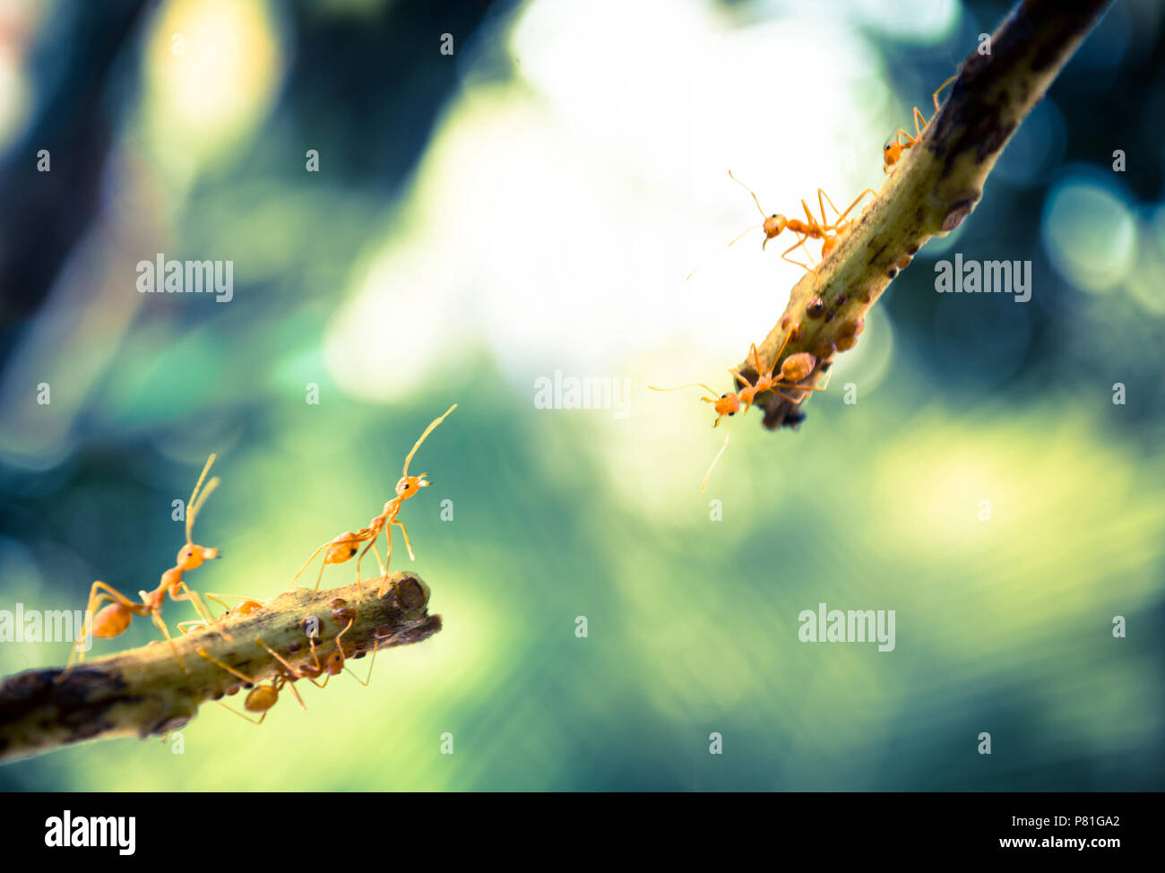 Ants are talking hi-res stock photography and images - Alamy