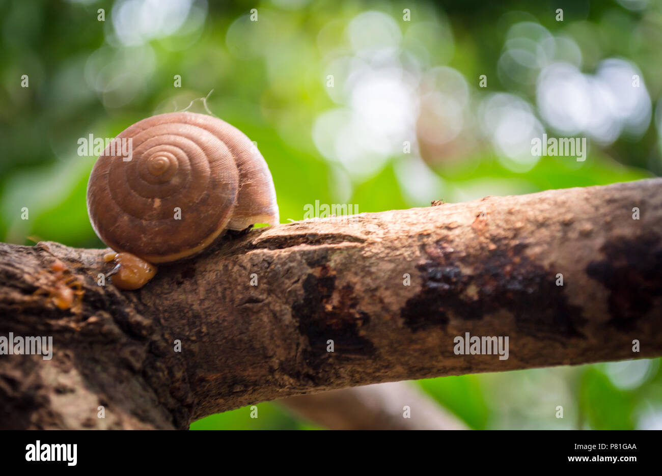 Snail on a branch tree in nature Stock Photo - Alamy