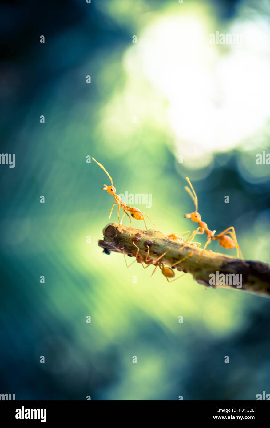 Orange ants on the leaf in nature Stock Photo - Alamy