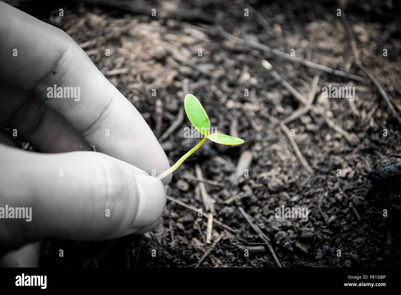 Plant seedlings with the hands in nature Stock Photo - Alamy