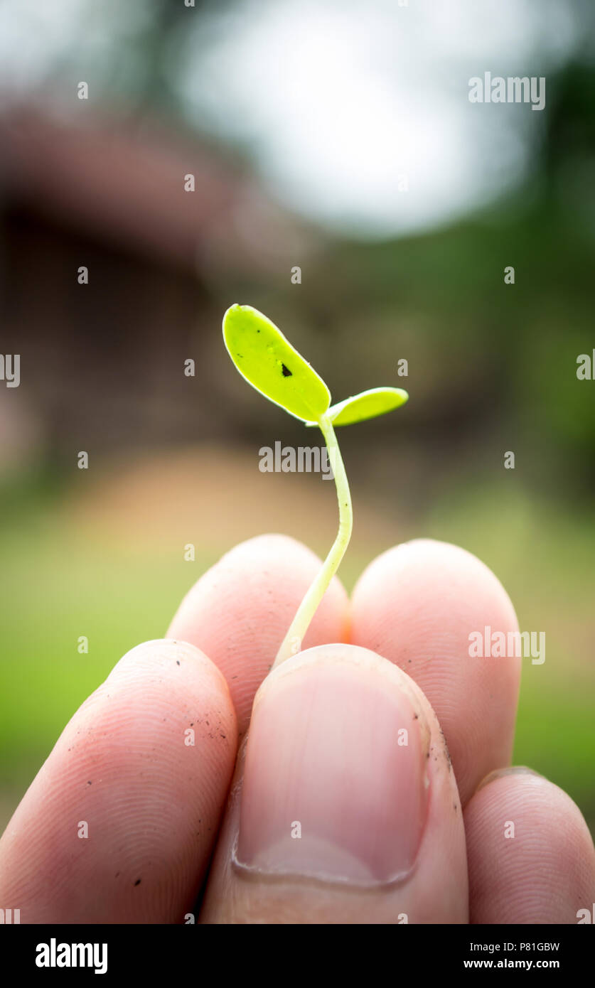 Plant seedlings with the hands in nature Stock Photo - Alamy