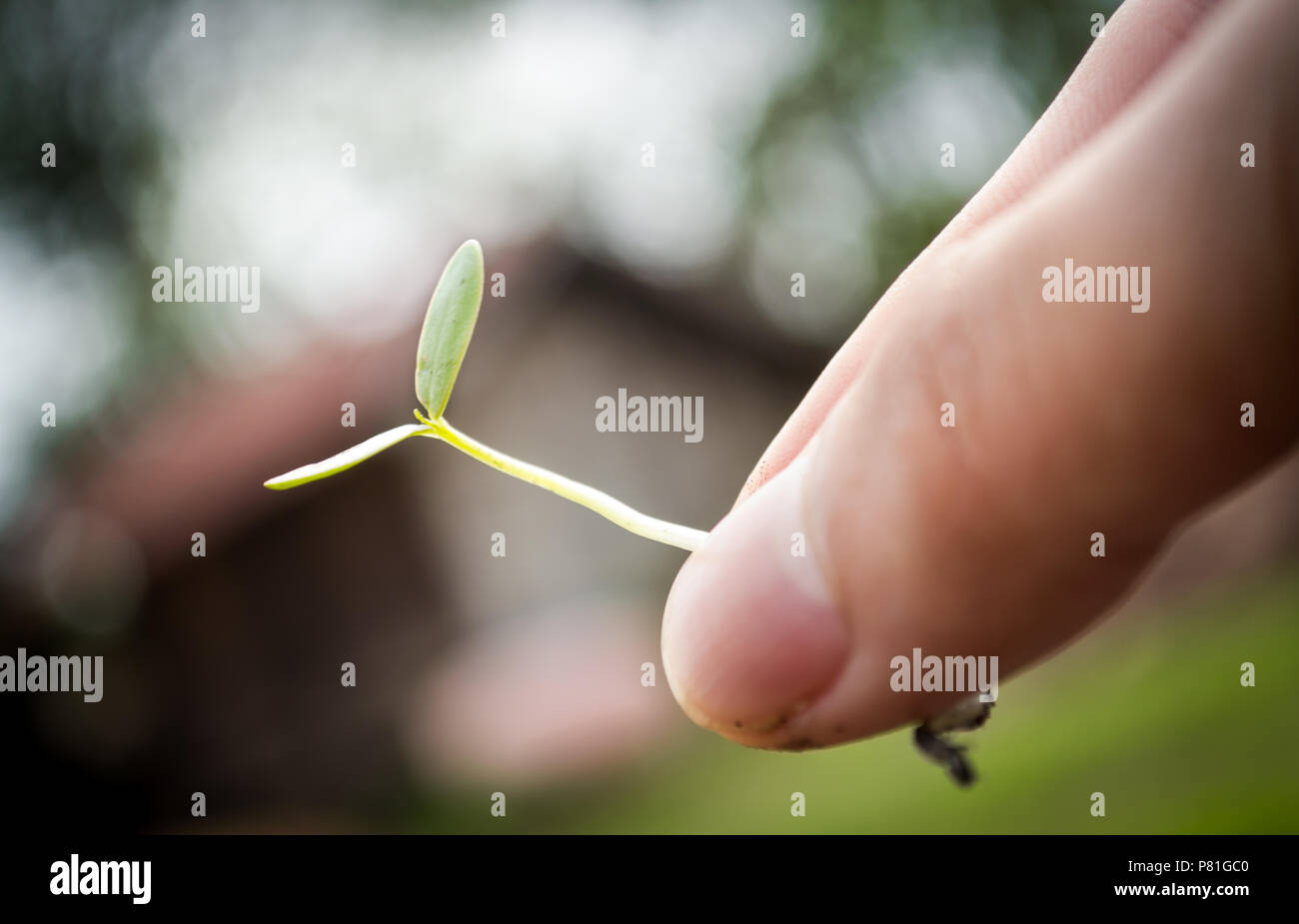 Plant seedlings with the hands in nature Stock Photo - Alamy