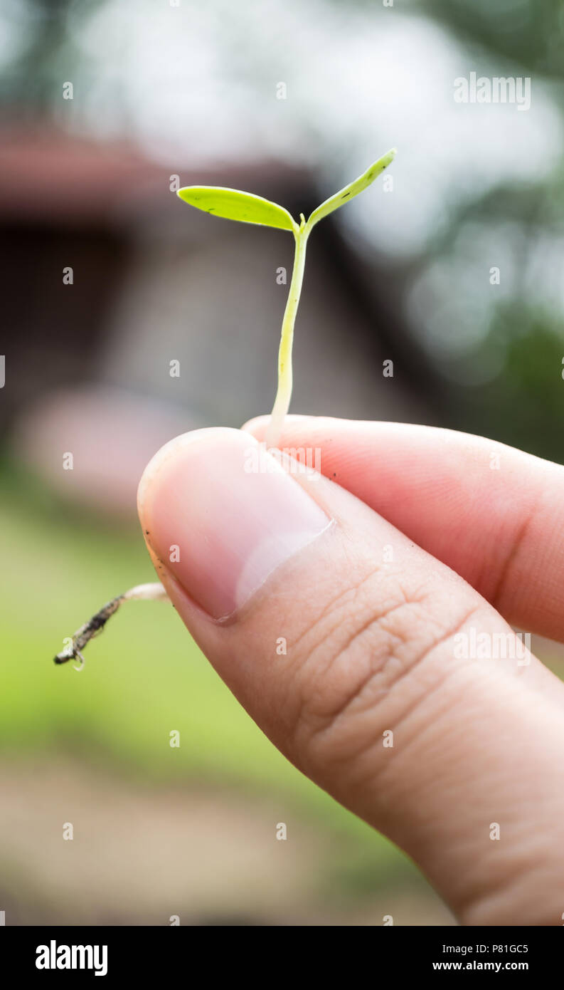 Plant seedlings with the hands in nature Stock Photo - Alamy