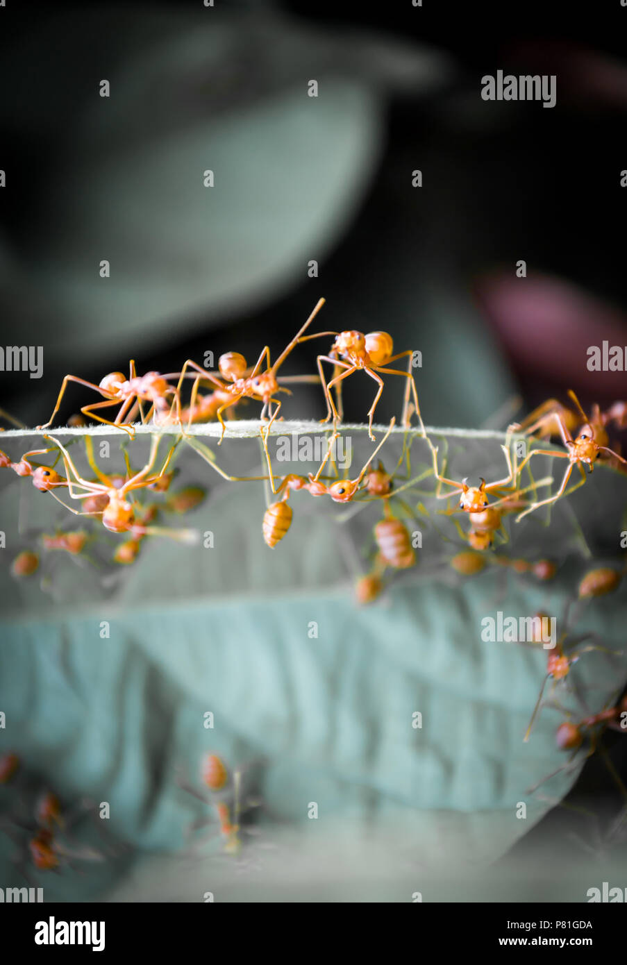 Orange ants on the leaf in nature Stock Photo - Alamy
