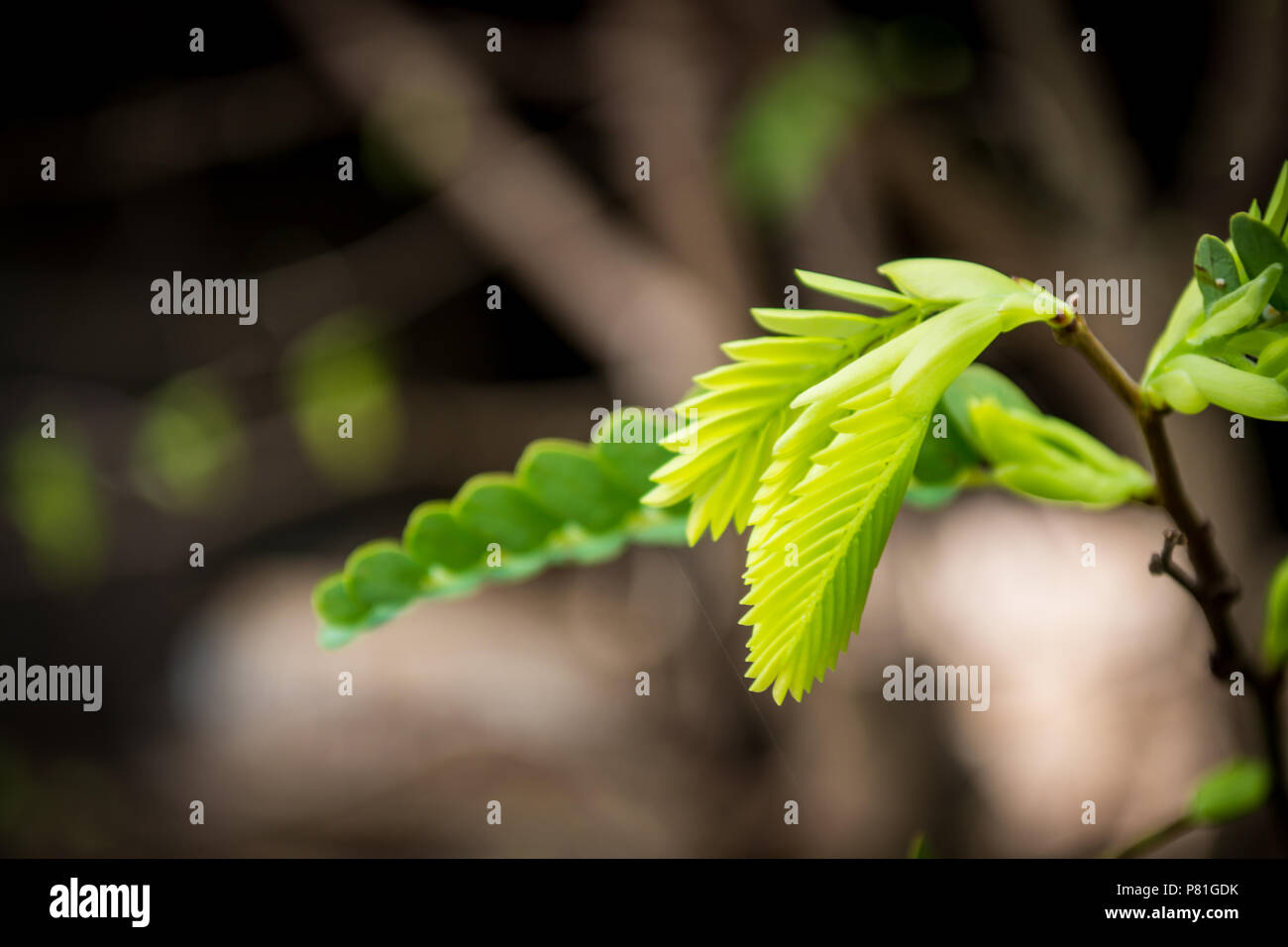 Tamarind leaves hi-res stock photography and images - Alamy