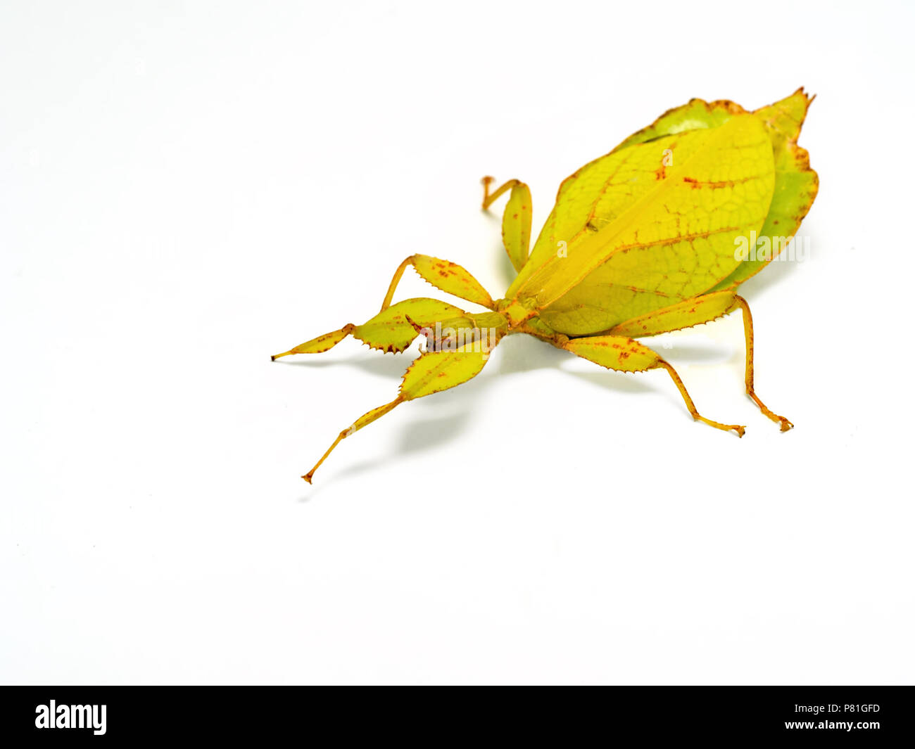 Green insect looks like leaf hi-res stock photography and images - Alamy