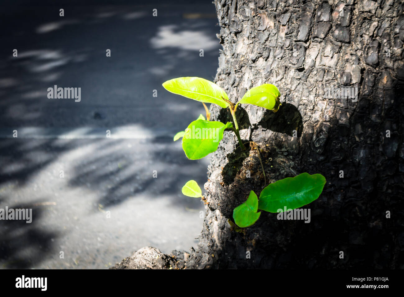 Sprouting trees hi-res stock photography and images - Alamy