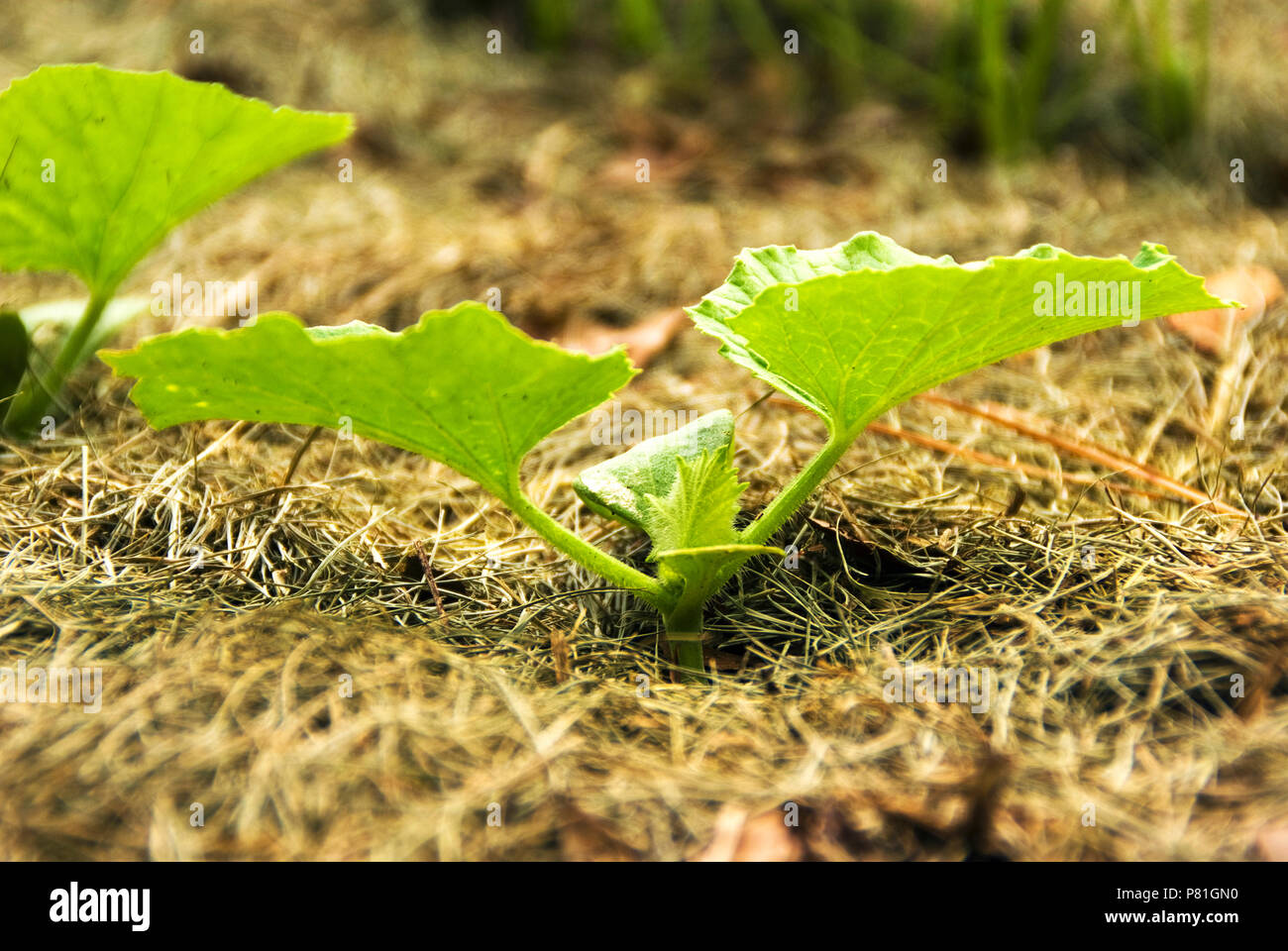 Plants just starting to grow hi-res stock photography and images - Alamy