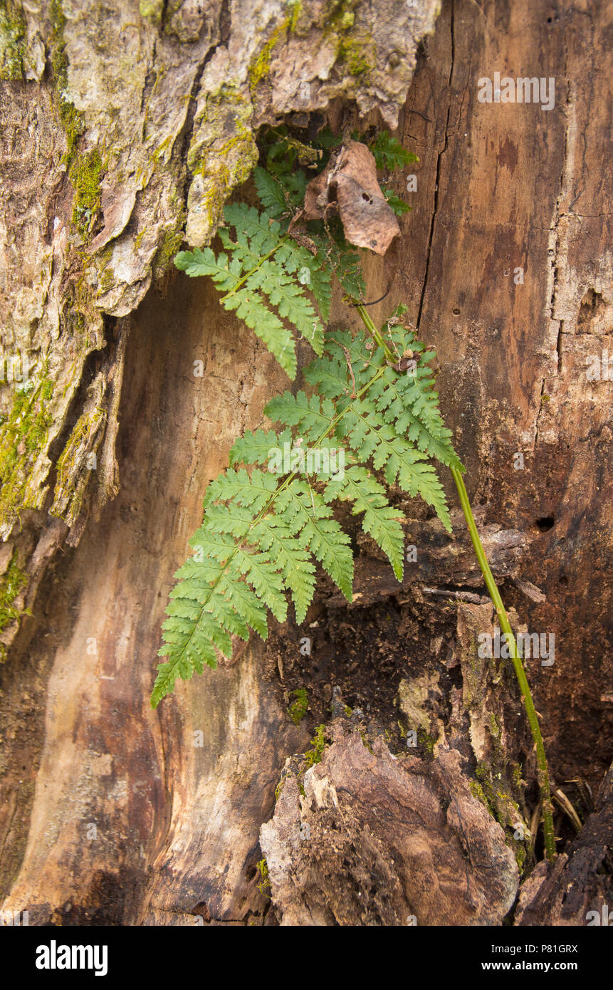 A Fern emerges from the stump of a decaying tree in a forest near Deep ...