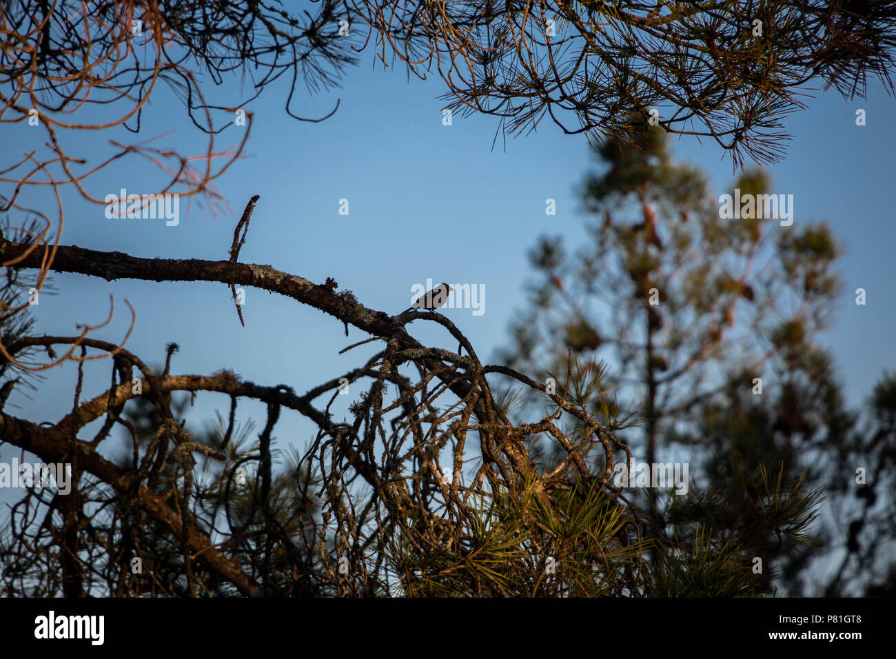 dark shadow bird, in the middle of the tree branches in the forest with ...