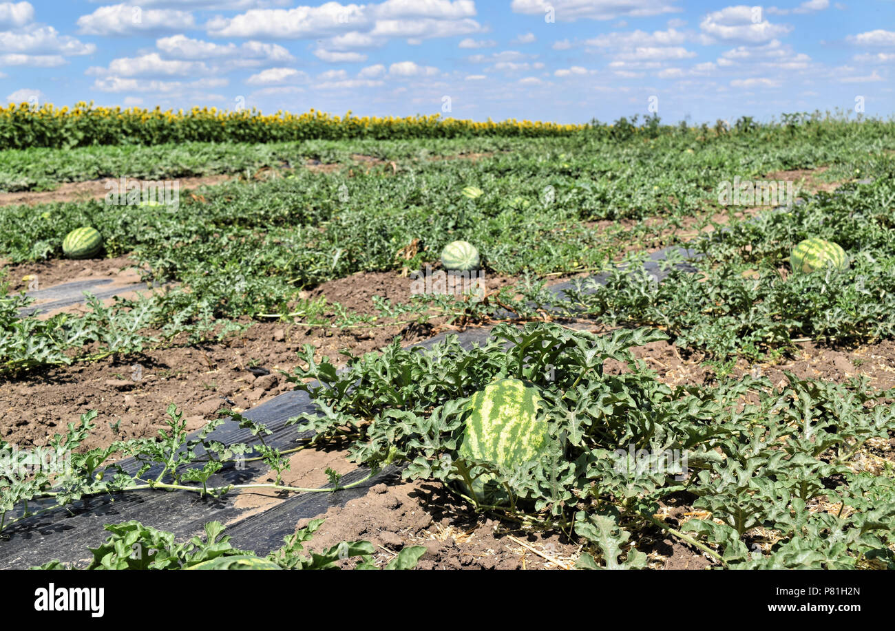 Watermelon plantation in eastern Europe Stock Photo - Alamy