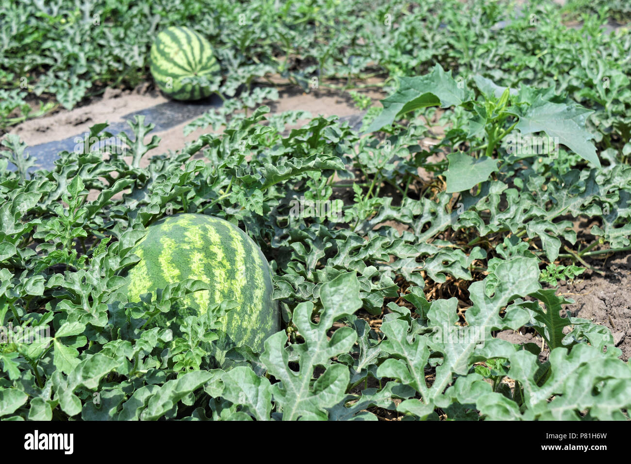 Our watermelons grow big hi-res stock photography and images - Alamy