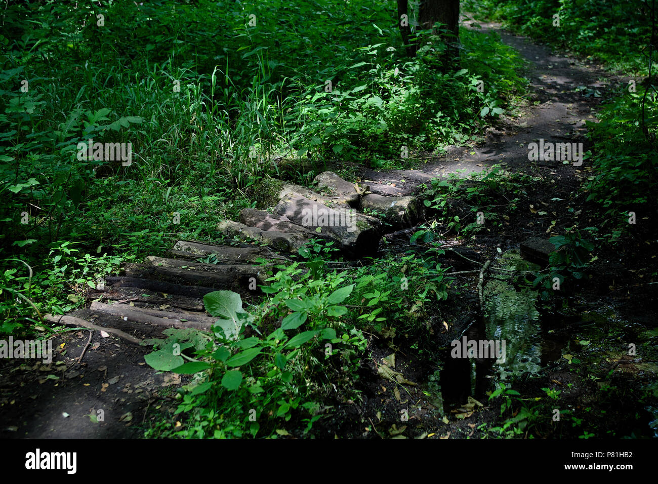 Old masonry bridge over a swamp stream surrounded by lush foliage with ...
