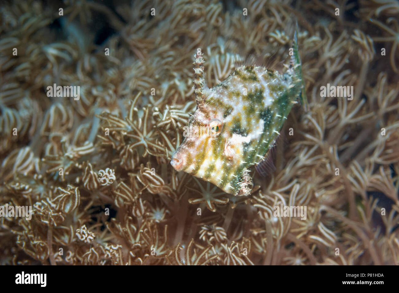 Radial filefish [Acreichthys radiatus]. Lembeh Strait, North Sulawesi ...