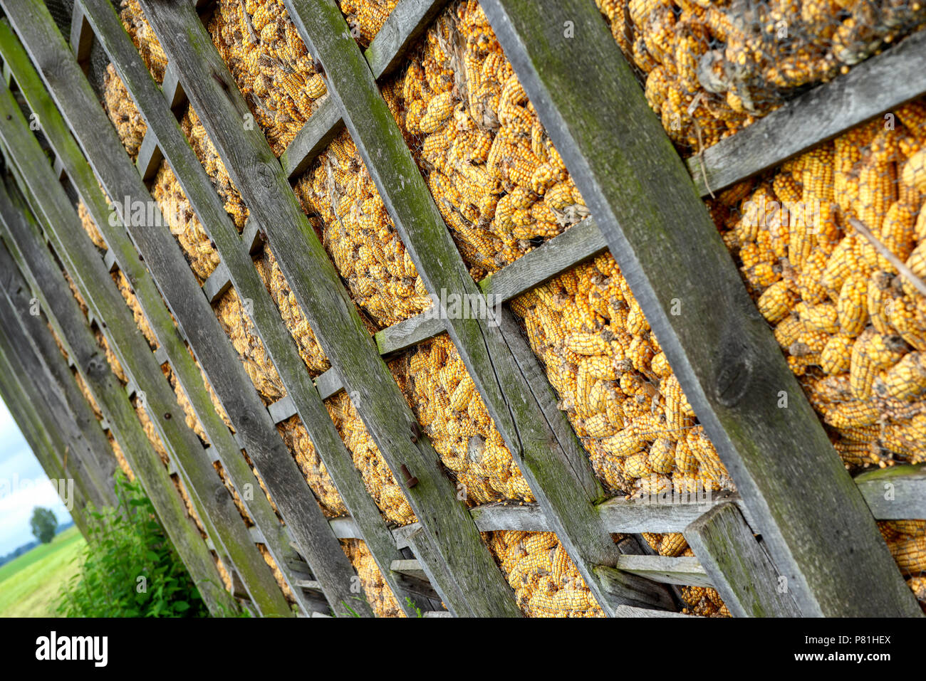 drying the maize in the wooden boxes Stock Photo - Alamy