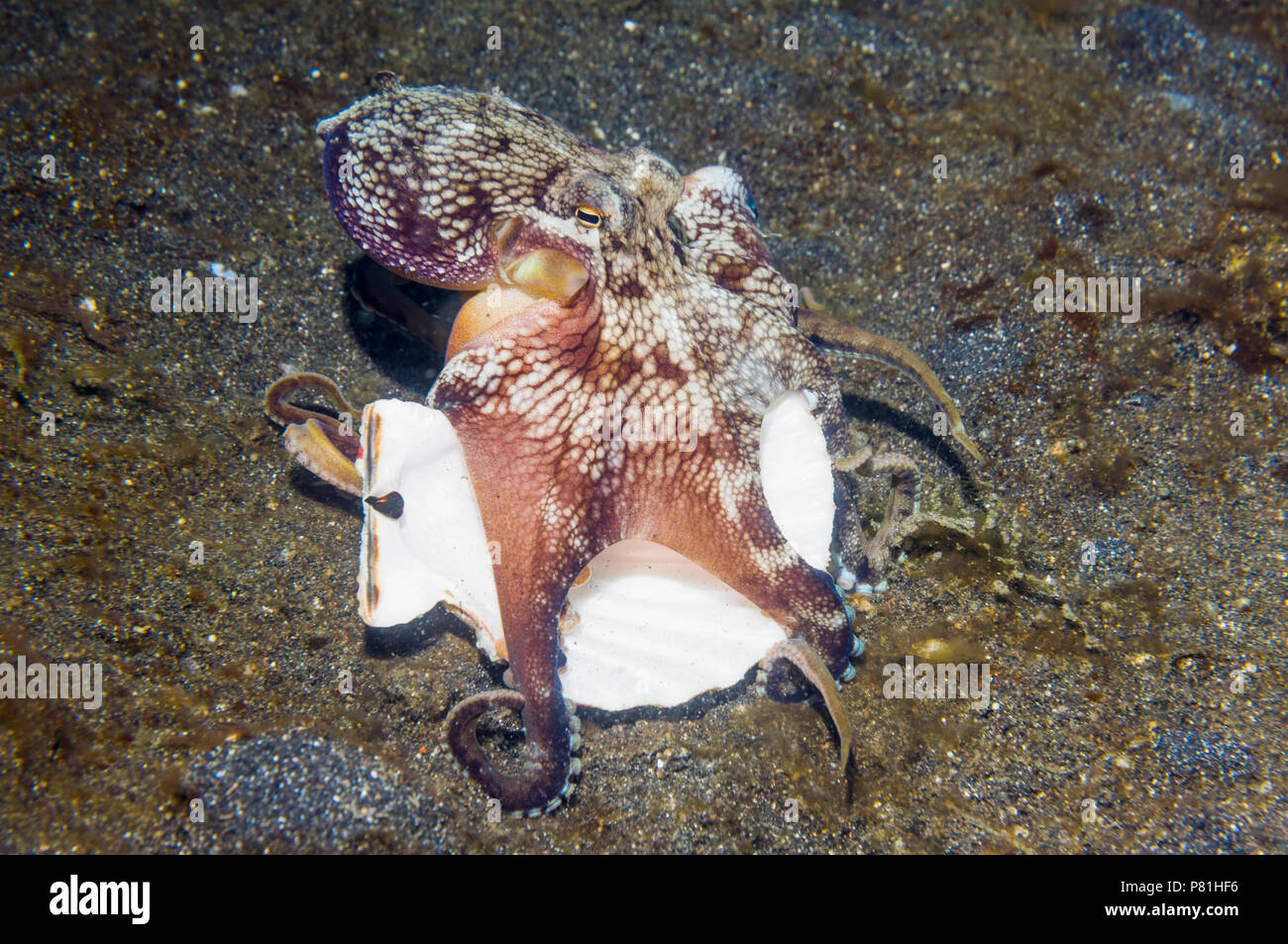 Veined octopus or Coconut octopus (Amphioctopus marginatus) . Lembeh ...