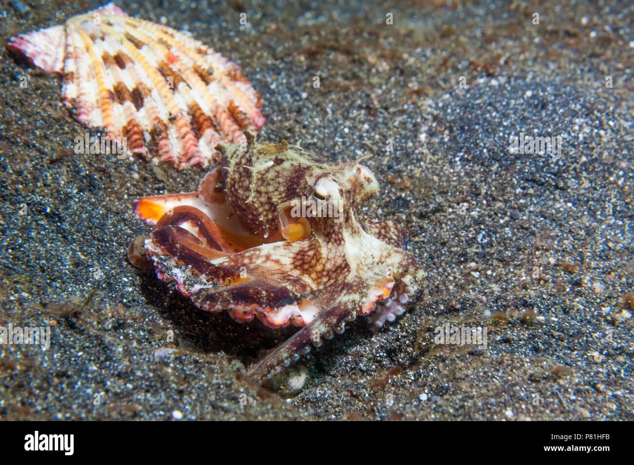 Veined octopus or Coconut octopus (Amphioctopus marginatus) . Lembeh ...