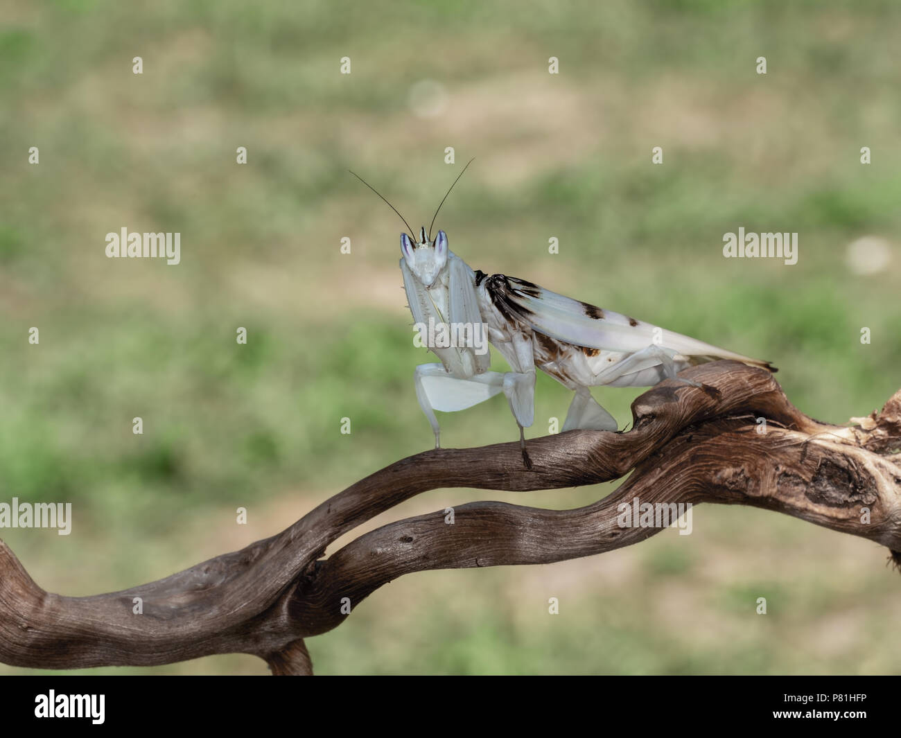 Hymenopus coronatus, aka H. bicornis, is a mantis from Southeast Asia ...