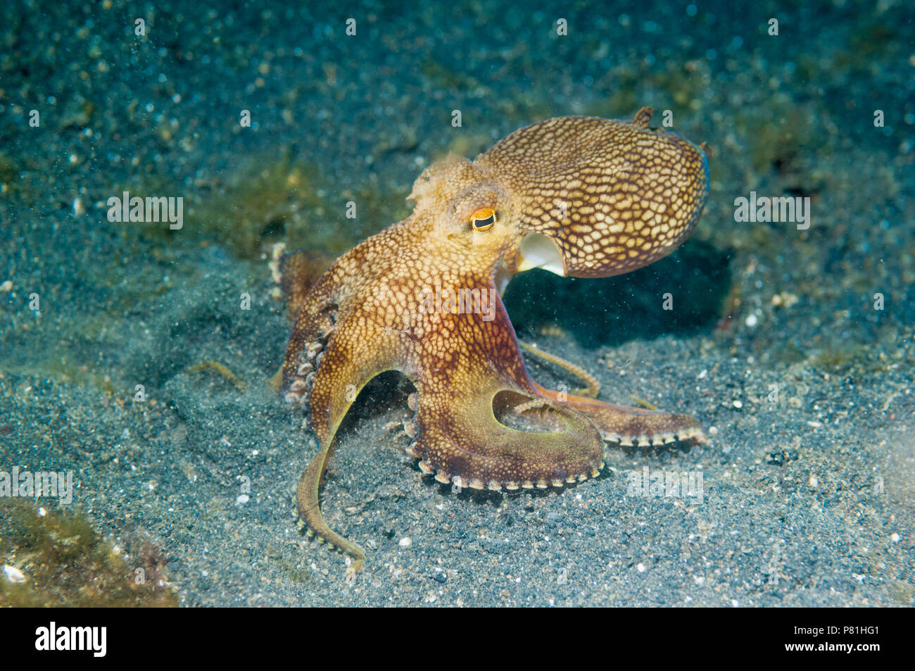 Muddy shells hi-res stock photography and images - Alamy