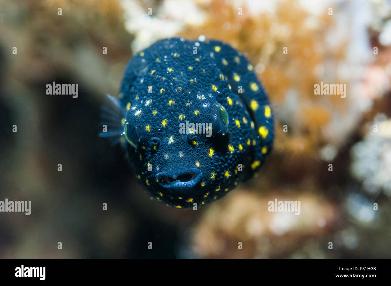 Guineafowl pufferfish hi-res stock photography and images - Alamy