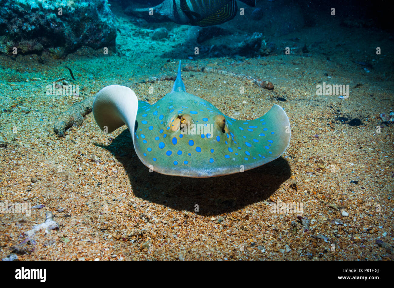 Bluespotted ribbontail ray (Taeniura lymna). Egypt, Red Sea Stock Photo ...